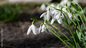 Nice first early spring snowdrop flowers with free space for text, nature awakening 4k video