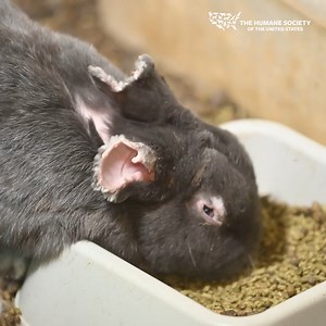 2.9K views · 6K reactions |  HELP NEEDED ASAP: 100+ rabbits in Tennessee have been living in dire conditions with a variety of medical issues. There are rabbits of all ages, including newborns and pregnant rabbits. Some of the rabbits have bald patches from unknown conditions, parts of their ears missing, fleas and more. Please donate to help get these rabbits the care they need and give more animals the lives they deserve. | Humane World for Animals | Facebook