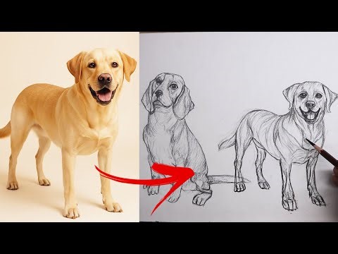 How to draw a realistic dog | beginners Sketch drawing Tutorial