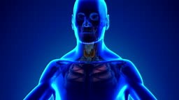 Anatomy of Human Thyroid - Medical X-Ray Scan