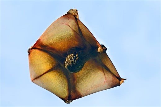 Massive eyes, exceedingly long intestines and a flying cloak – meet the almost unfathomable colugo | Discover Wildlife