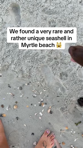 Discovering a Rare Seashell at Myrtle Beach