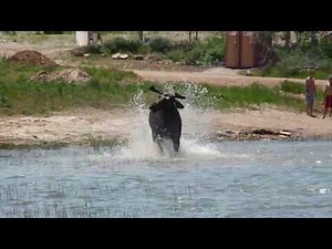 Moose plays in water to children's delight 😊