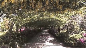 19K views · 1.3K reactions | It’s not too late to go and visit the famous Laburnum Arch at Bodnant Garden. This video gives a sneak preview of what you can expect to experience! | National Trust | Facebook