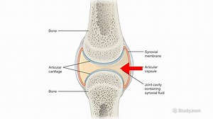 Synovial Joint Types & Examples | What is a Synovial Joint?