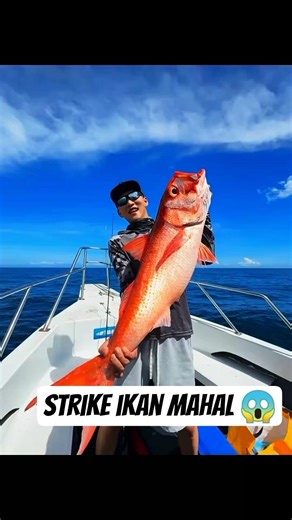 Kenapa Ruby Snapper Jadi Target Utama Pemancing Laut Dalam? #shorts #shortsfeed #fakta #fishing