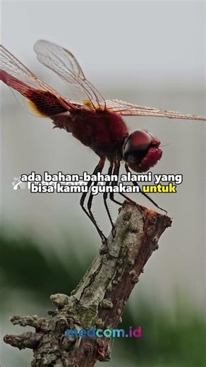 4 BAHAN ALAMI YANG AMPUH MENGUSIR NYAMUK DI RUMAH