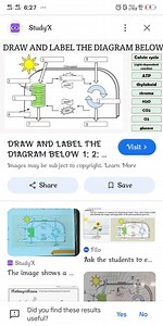 Draw and label the diagram below 1: 2: ...... | Filo