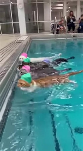 Send this to your swim buddy who’d totally rock a cap like this 🏊‍♀️😹 Like share & follow for more daily cat chaos 🐾 #ai #viral #fyp #cat #swimming | Purrrfect Chaos