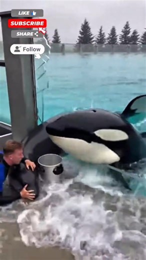 Feeding time gone wrong! Orca breaks in to save Biologist… | Animals Events01