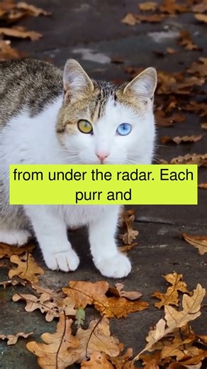 Feline Tactical Rule #shorts