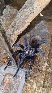 Xenesthis sp. "Blue" #xenesthis #xenesthisspblue #tarantula #spider #asmr | 나덕운