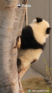 35K views · 1.1K reactions | Panda baby, are you imitating a sloth? (Xing Yun) #HiPanda #ChengduPandaBase #PandaMoment Sweet memories of panda baby and mom, please check out: https://t.hk.uy/bBwP | iPanda | Facebook