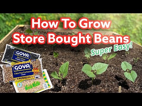 How To Sprout And Grow Store Bought Beans #survivalcrops #growbeans #gardeningforbeginners