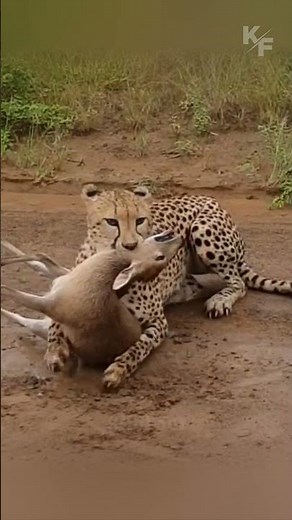 Cheetah vs Duiker: Intense Hunting Moment in the Wild