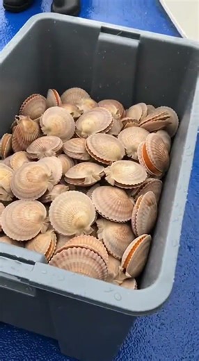 Sea Scallops #fishing #nyctravel #sea #seafood