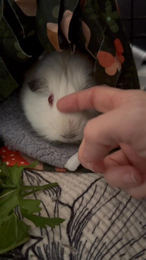 9.6K views · 274 reactions | Prayers for “Snow” please  Her third time being put under in less than 3 weeks. She lost her bonded partner, hey belly keeps opening up, and we’ve discovered the poor thing is blind. If you’d like to donate food or anything you can her please find our links in our bio or info on our site www.paisleysbunnyrescue.org | Paisley's bunny rescue inc | Facebook