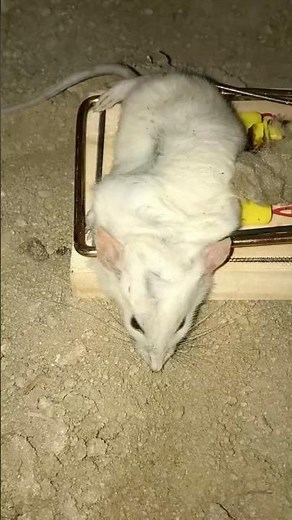 Rodents Don't Stand A Chance in Your Home!