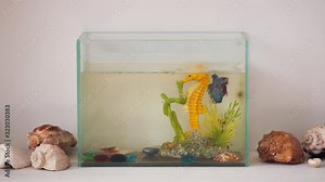 time lapse videos. square aquarium decorative small blue fish moving quickly in the water. object interior room sea shells pebbles fishbowl Pets. concept of rest and relaxation.