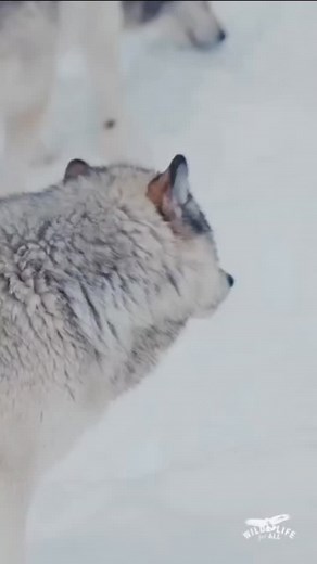 Thank you @wildlifeforall.us www.wildlifeforall.us Wisconsin's gray wolves face an urgent threat. State lawmakers recently passed a bill that would mandate a hunt if federal protections are removed. Now, a bill introduced by Senator Rob Stafsholt would impose a hard population cap--likely 350 wolves--regardless of science, pack health, or ecological conditions. This rigid, politically driven agenda undermines recovery not only in Wisconsin but across the Great Lakes. State-level protections are 