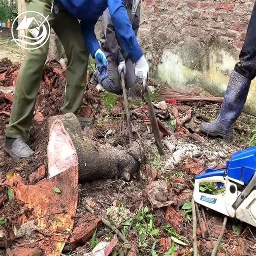 Clean up shocking transformation P2 #abandoned #lawn #cleanup #cleaningmotivation | Clean Up TV