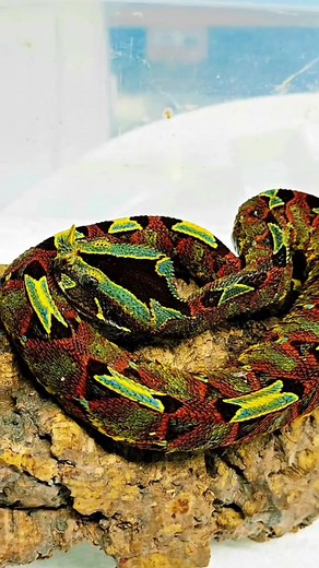 Treating a Sick Rhino Viper: A Venomous Beauty in Need of Care