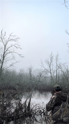 Wood duck callin