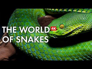 The Secret World of Snakes