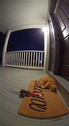 Mouse Drops a Bomb Next to a Cat! 😂💥 #cat