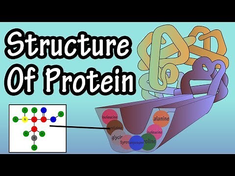 Protein - Structure Of Protein - What Is Protein Made Of - Structure Of Amino Acids Building Blocks