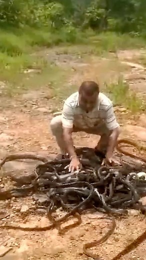 B R I A N B A R C Z Y K | Sometimes I see videos and just ask myself, what is going on here 🤔 maybe someone can help me figure it out 😂 #animals #reptile #snake... | Instagram