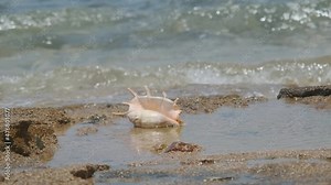 Seashell in the surf zone on background sea waves. Shell of Spider Conch (Lambis lambis) in coastline. 4K-60fps