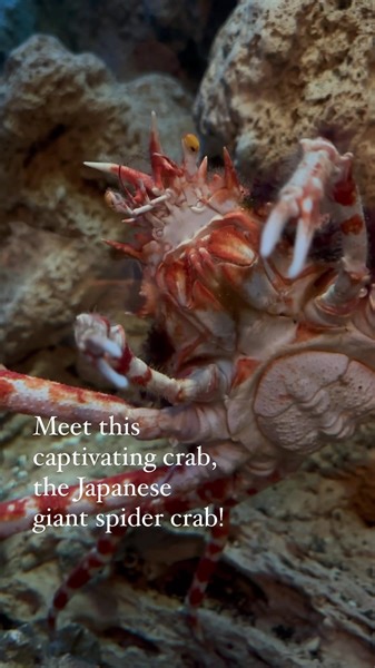 6K views · 224 reactions | Posting crabs on a Monday just feels right. 呂 Learn more about animals that live on the ocean floor — https://bit.ly/3HuOOXp. | Shedd Aquarium | Facebook