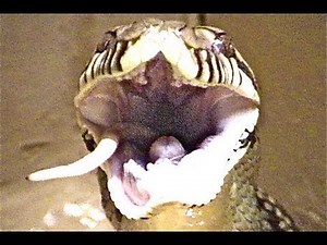 Cobra, Python, Boa Kill Largest Strike Dangerous Vicious Attack Longest