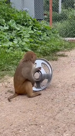 Monkey vs. 10,000 Volts! 01 #fblifestyle #monkey #electric #highvoltage #Power | Monkey planet