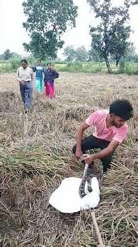 "सांपों के साथ खेलते आदमी का वीडियो | Paithan Snake Video"