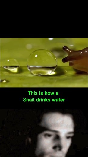 How a snail drinks water #shorts #ytshorts #snail