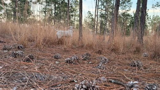 Grouse Hill Rock Owner, John Capocci #midnightkenneltraining #englishpointer #fieldtrials #proplansportingdogs #quailhunter | Midnight Kennel