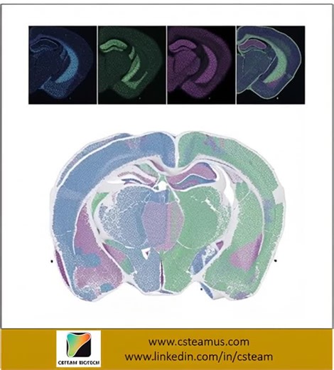 MERFISH and seqFISH Revolutionize Spatial Transcriptomics | Jack (Jie) Huang MD, PhD posted on the topic | LinkedIn