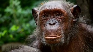 7.8K views · 384 reactions | How did life begin? Where did humans come from? Was Noah's Flood real? | Institute for Creation Research (ICR) | Facebook