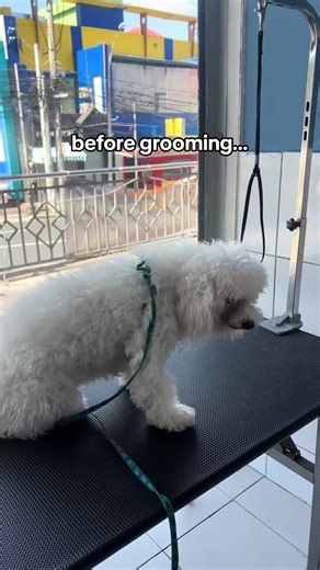 My Pet One Station day is Slay day! 💅 Watch them serve 10/10 looks at Unit A1, ITC Commercial Complex, Panay Avenue corner Timog Avenue, Brgy. South Triangle, Quezon City. #petcareph #cutedogs #puppy #pettransformation #quezoncity
