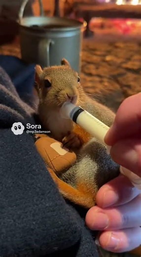 Tiny Life, Big Heart 🐿️❤️ One Man’s Incredible Squirrel Rescue