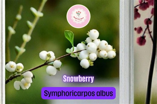 Snowberry Seeds 40 Count Symphoricarpos Albus White Berry Shrub - Etsy