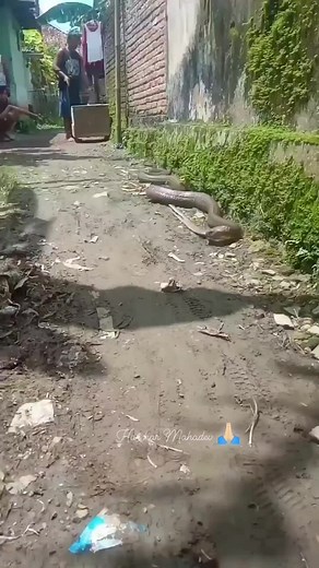 Large Snake Slithering on a Dirt Path