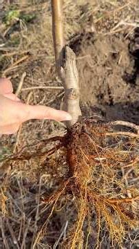 How to Plant a Bare Root Tree #gardening #tree #fruittrees #gardeningtips