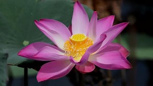 clip-9519800-pink-lotus-flower-nelumbo-nucifera-gentle-wind