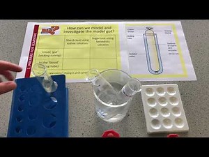B2 Absorption through the gut model