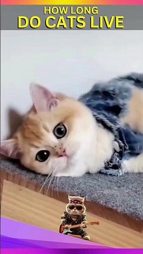 How Long Do Cats Live? (Explained In Human Years)