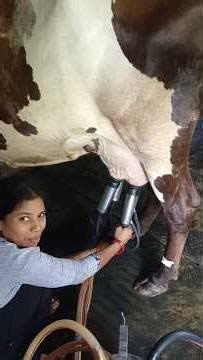milking machine ഉപയോഗിച്ച് പാൽ കറക്കാം 🥰🐄👌