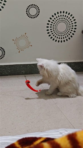 #cat #traphiphop #hiphopmusic #trending #kitten #freestyle #musicgenre #music #musicstyle #cute